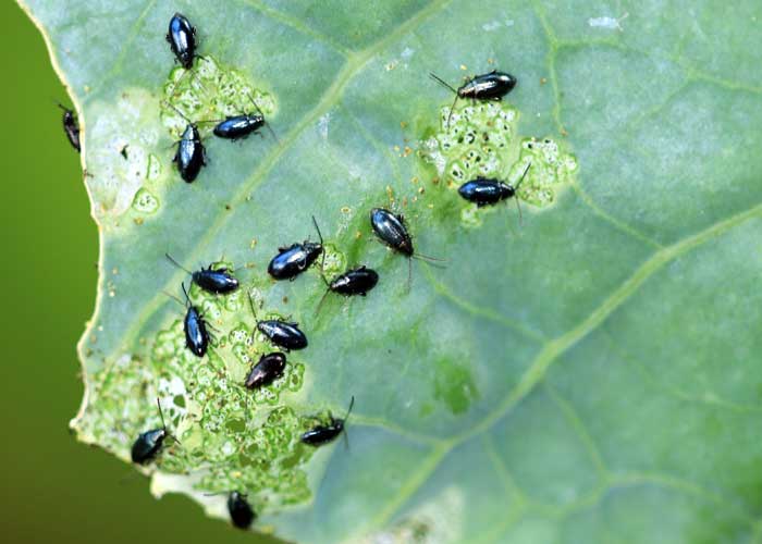 Lutter contre les altises - France Serres