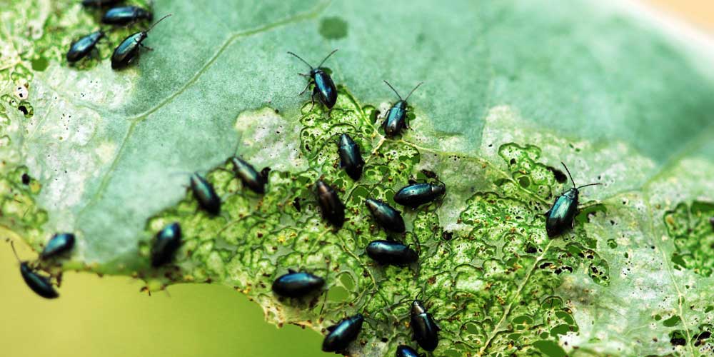 Lutter contre les altises - France Serres